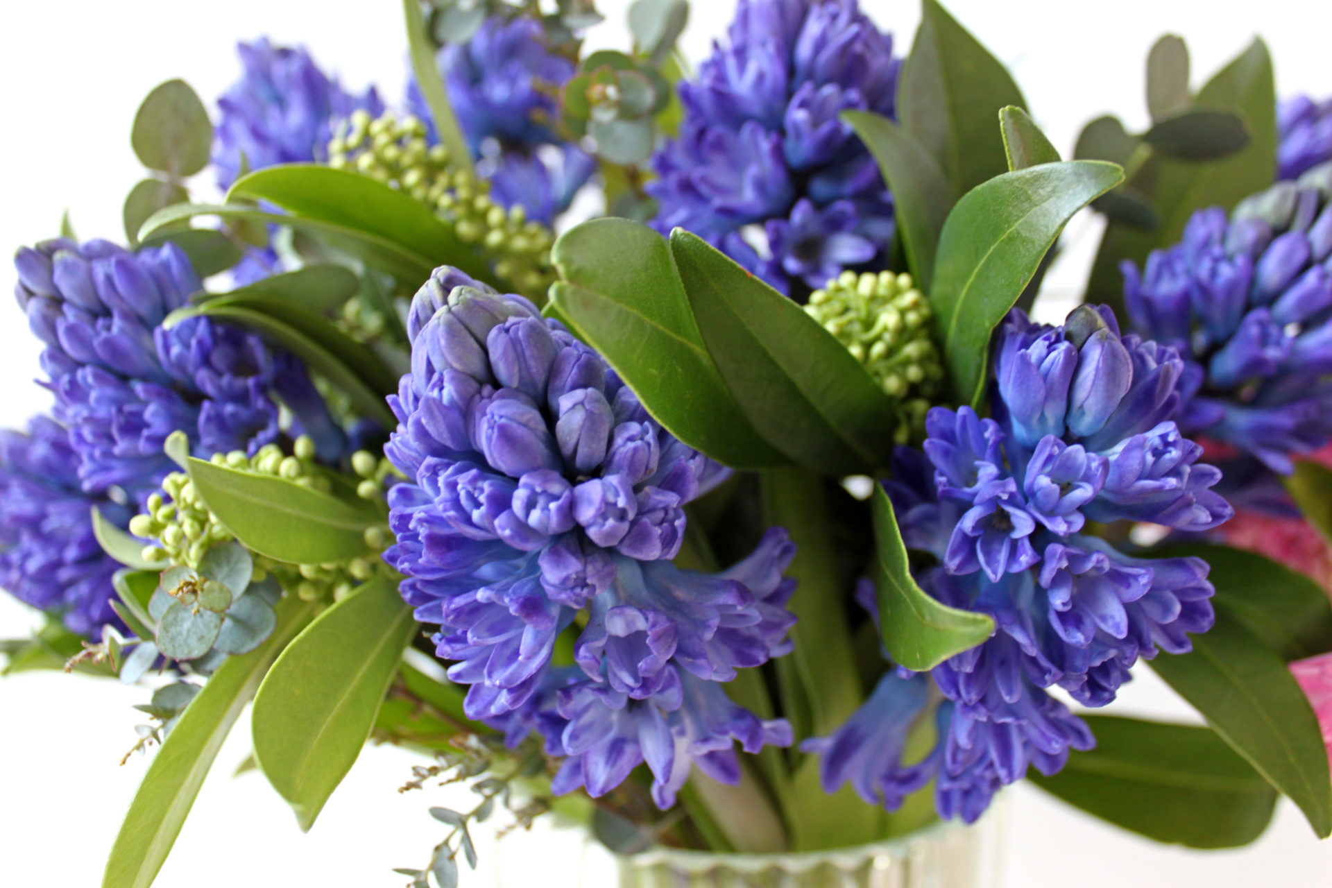 The Cassandra - Jazz Flowers